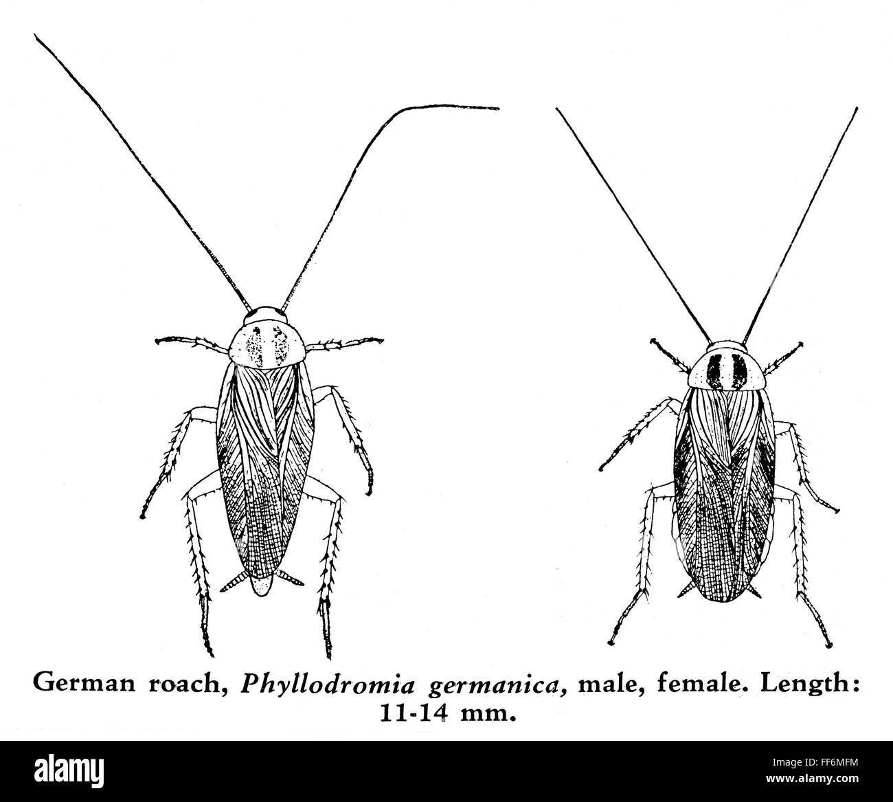 COCKROACHES. /nMale (left) and female German roach (Phyllodromia ...