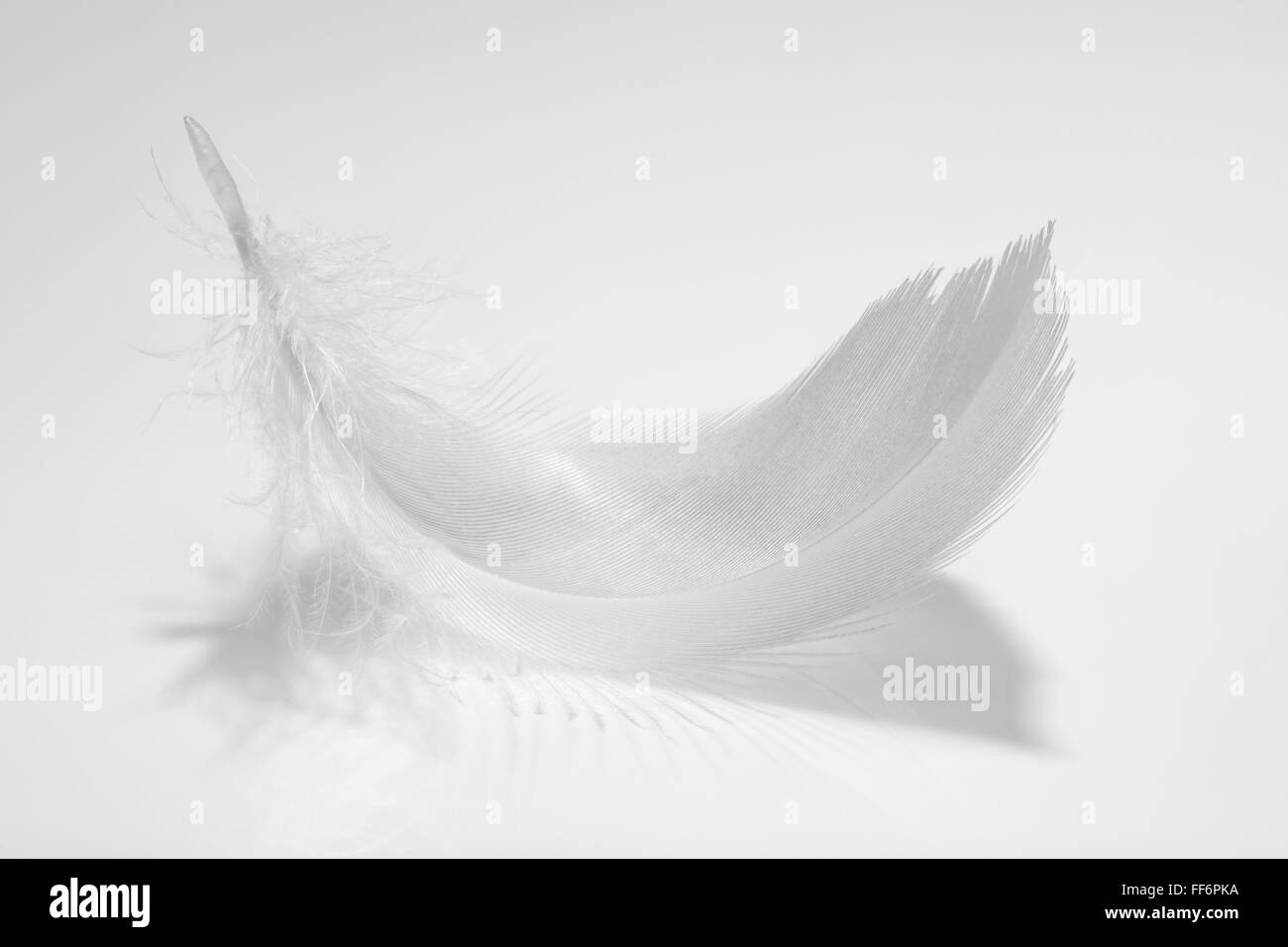 Closeup of birds feather Stock Photo - Alamy
