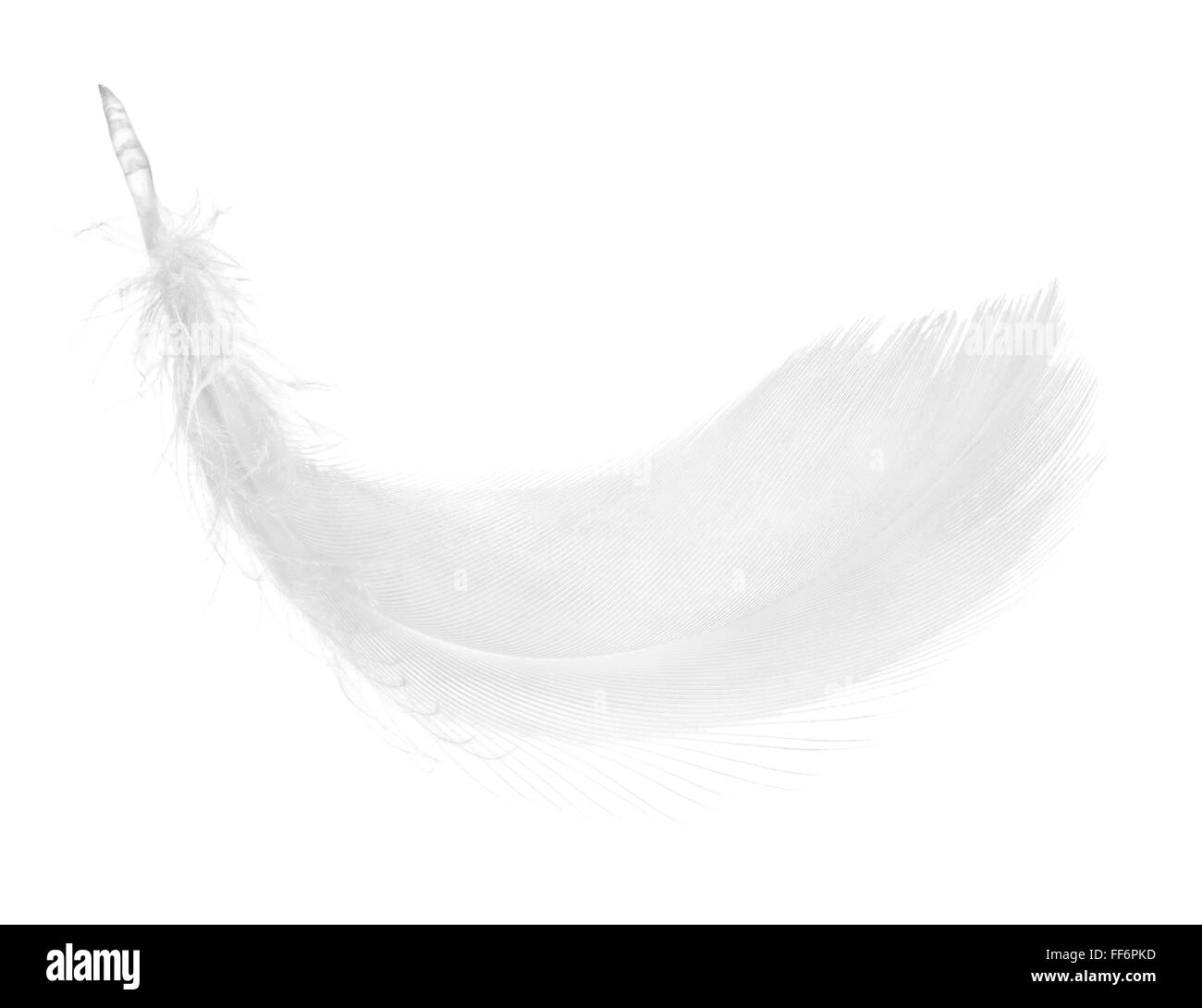 Feather Black and White Stock Photos & Images - Alamy