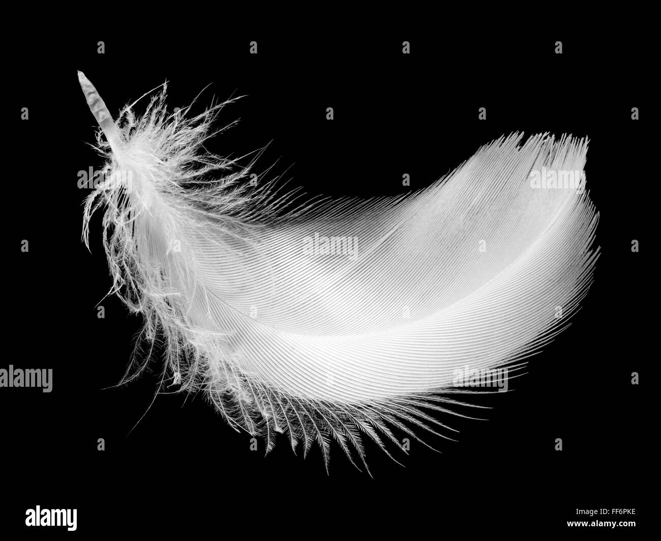 Fragile feather hi-res stock photography and images - Alamy
