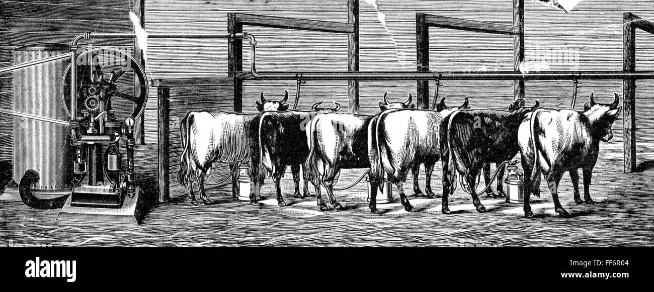 agriculture, stock farming, cattle, milking machine in cowshed, wood ...