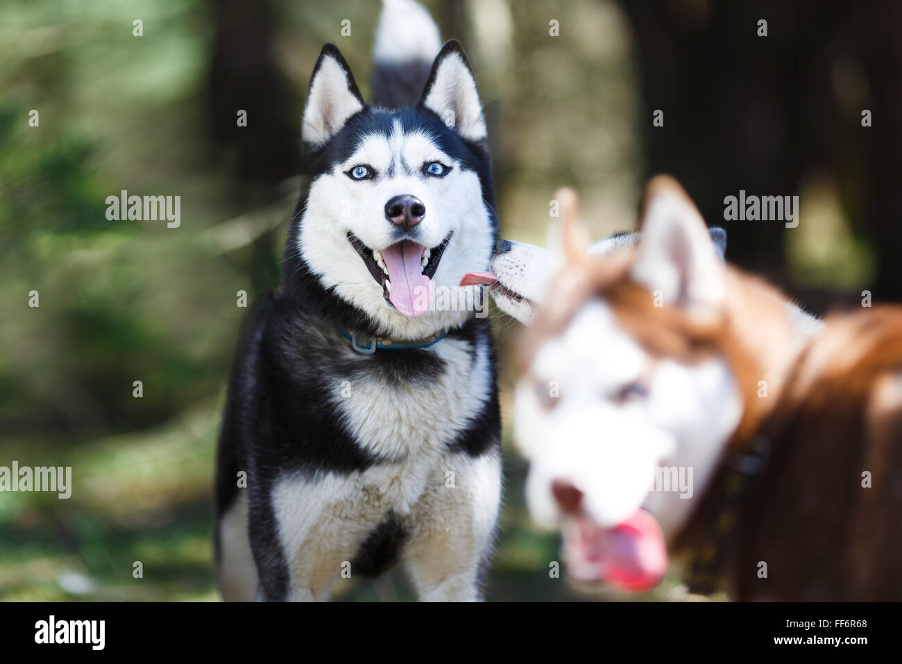 Husky in a forest at spring time Stock Photo - Alamy