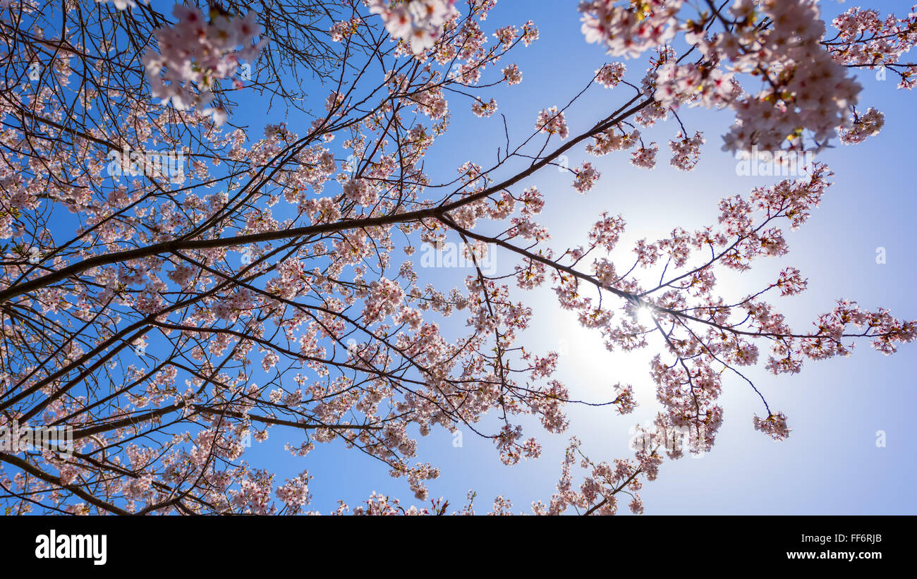Sakura blossom, Japan Stock Photo - Alamy
