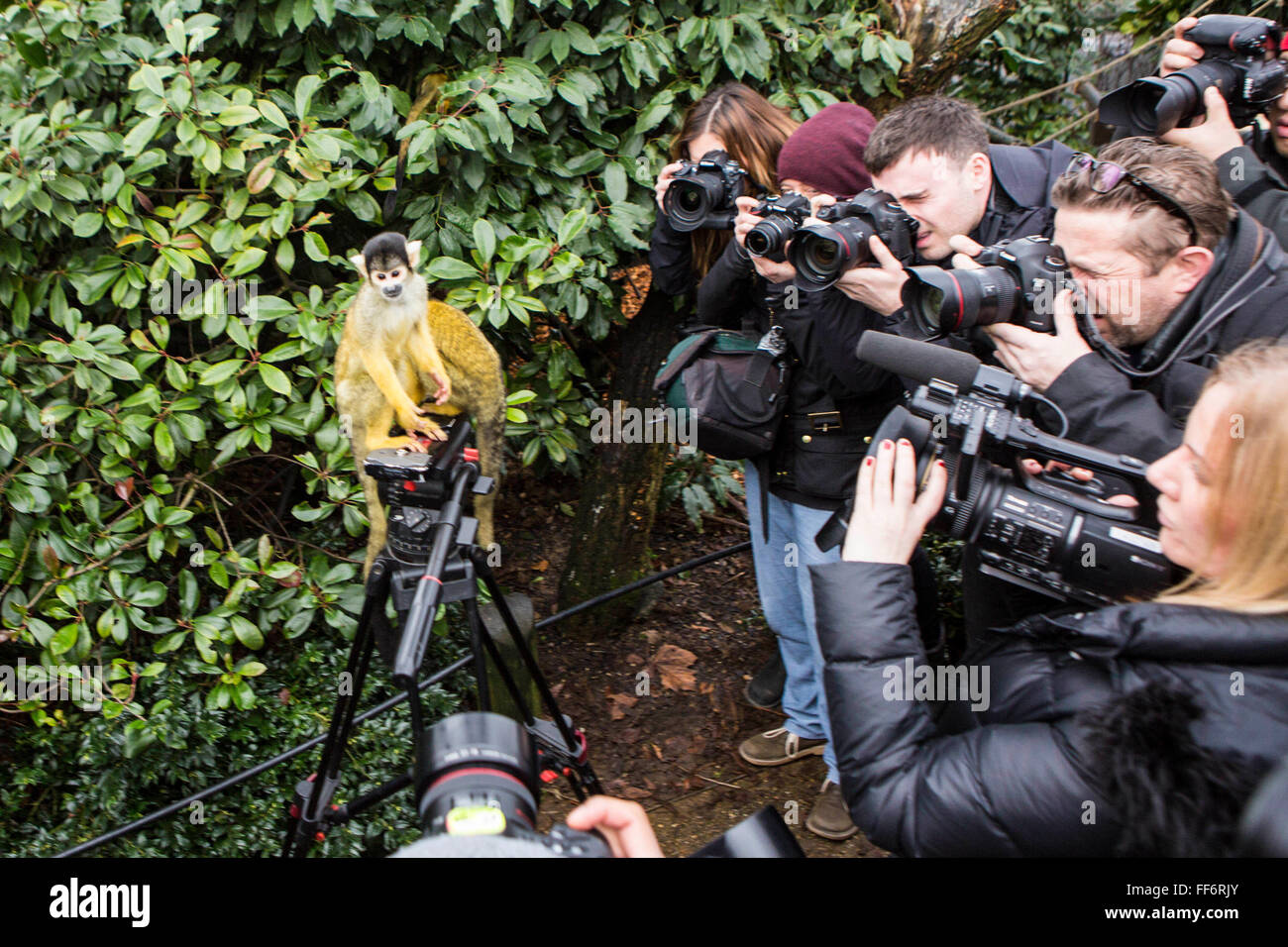 Photographers gather to photograph one of the Spider monkeys. The ZSL ...