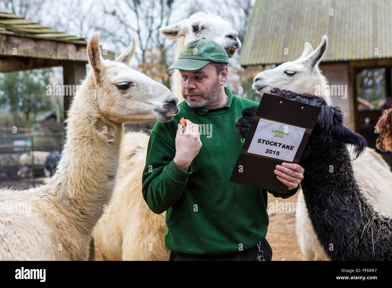 Zoo Keeper Darren Jordan counts 5 Llama and 3 Alpaca. The ZSL London ...