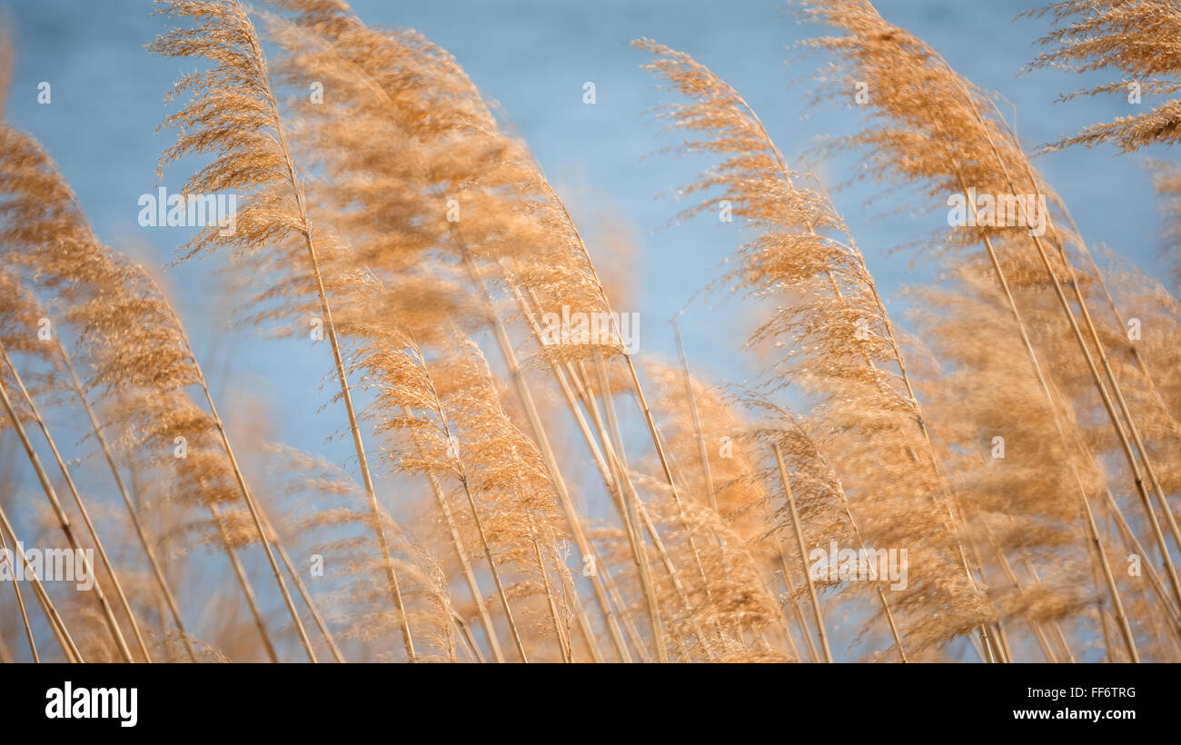 reeds grass background Stock Photo - Alamy