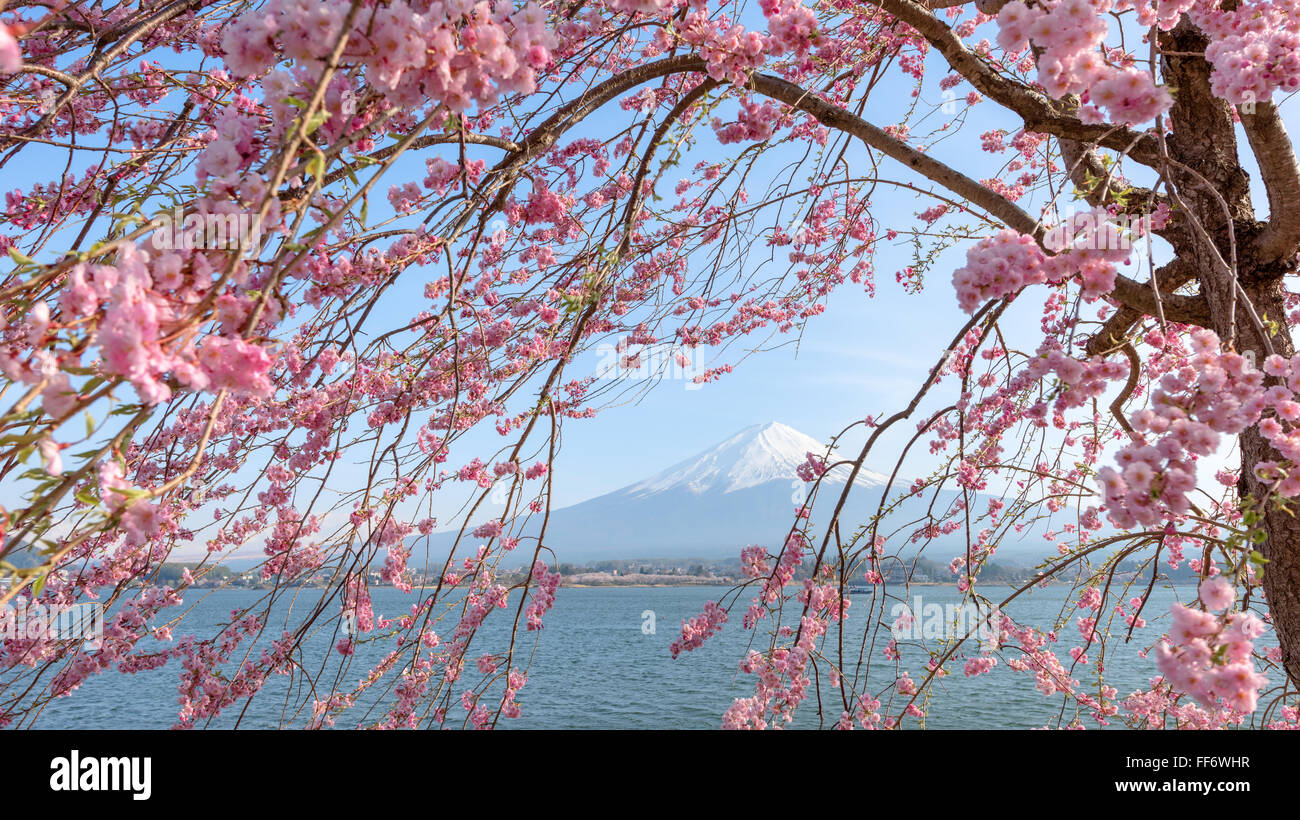 Fujisan view from Kawaguchiko lake, Japan Stock Photo - Alamy