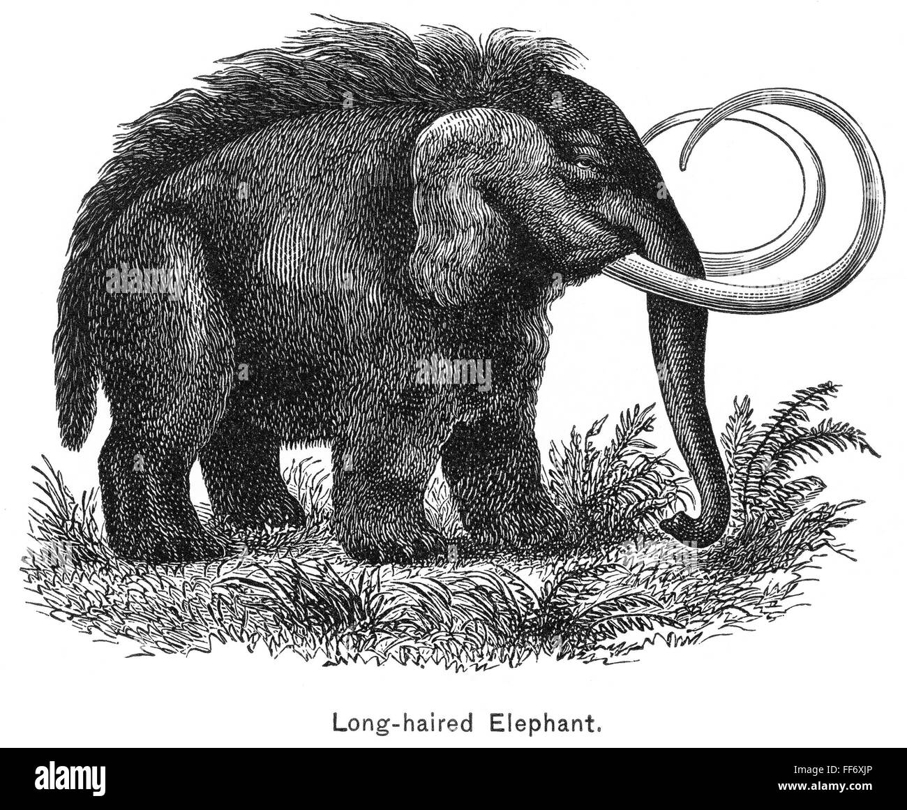 LONG-HAIRED ELEPHANT. /nThe long-haired elephant. Wood engraving, late ...