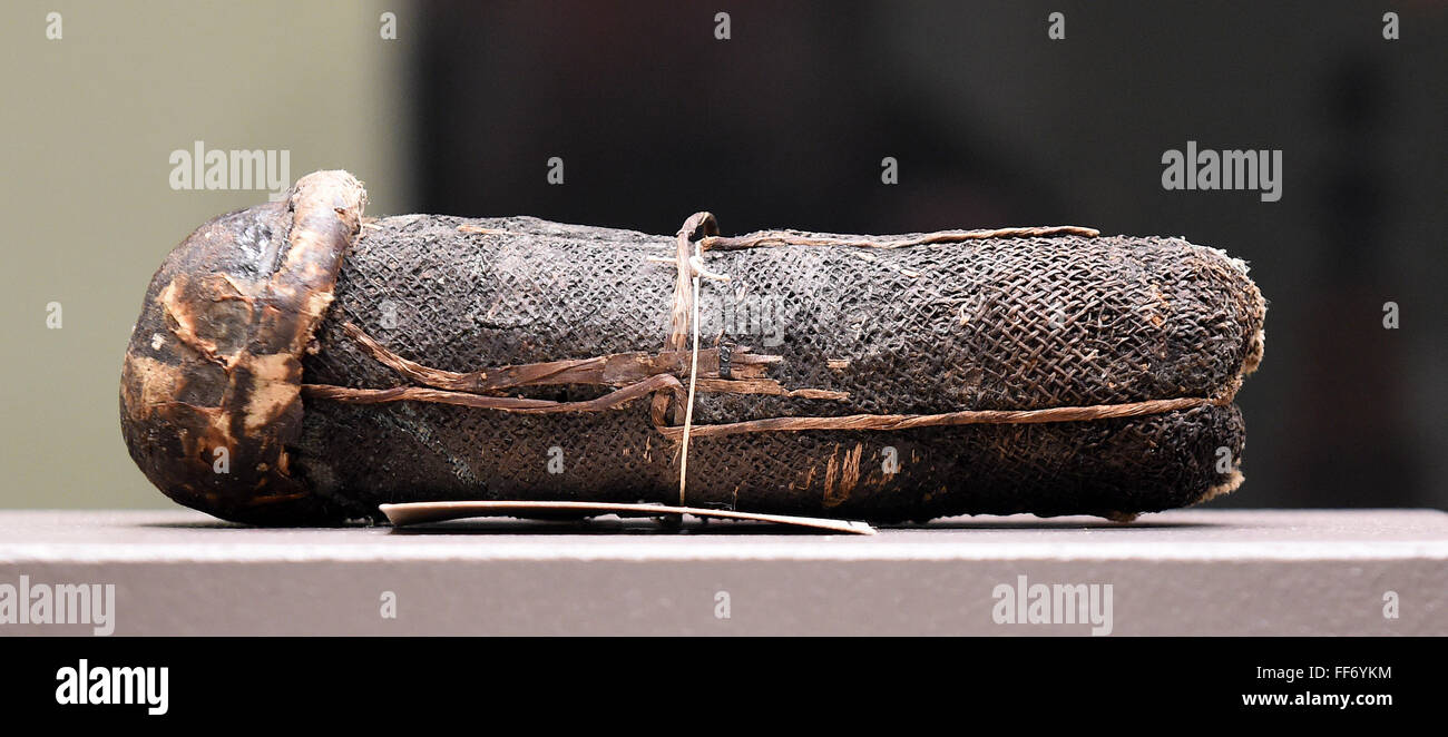 Hildesheim, Germany. 11th Feb, 2016. A mummified phallus covered in ...