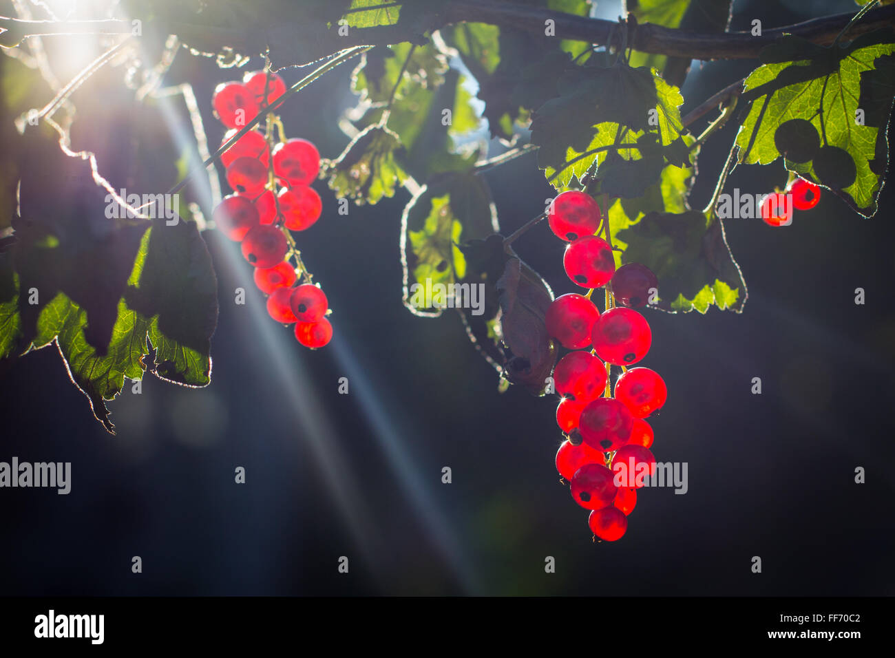 Red currant fruits on branch in the sun Stock Photo - Alamy
