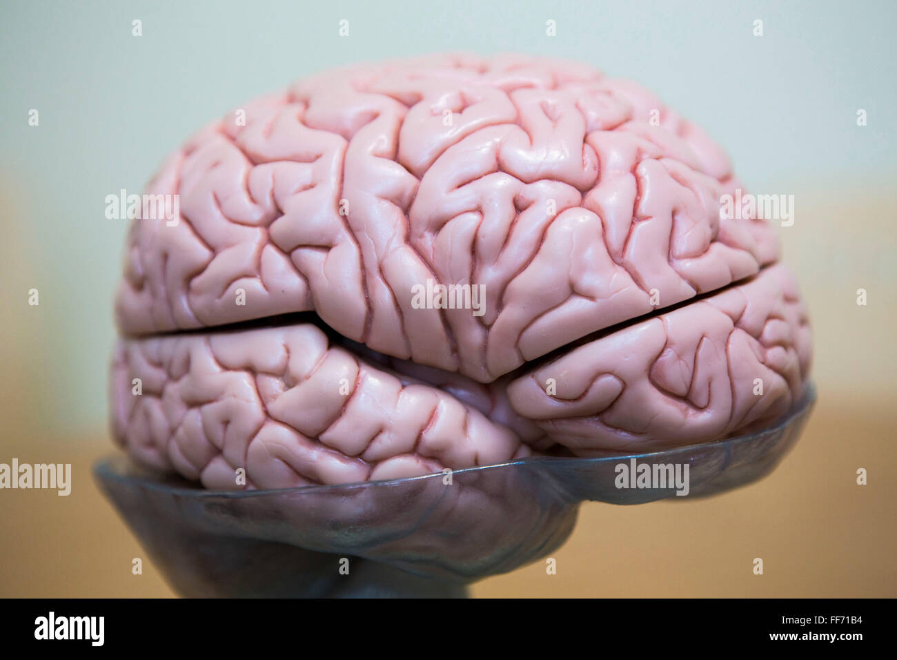 A side view of a plastic model of a human brain used to teach students ...