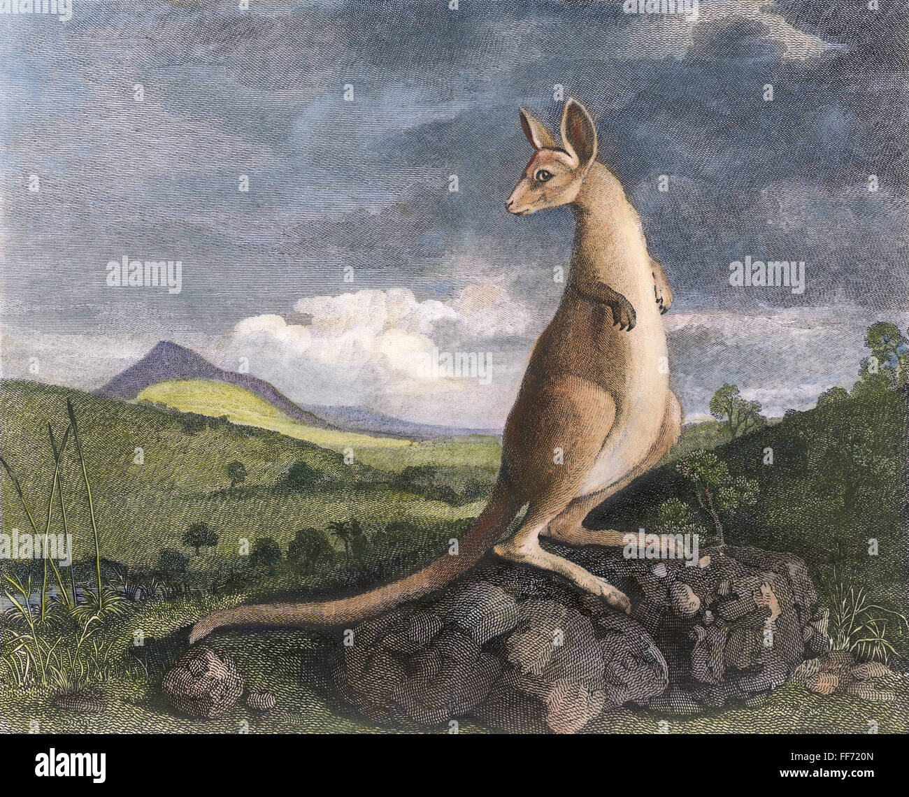 Kangaroo cook hi-res stock photography and images - Alamy