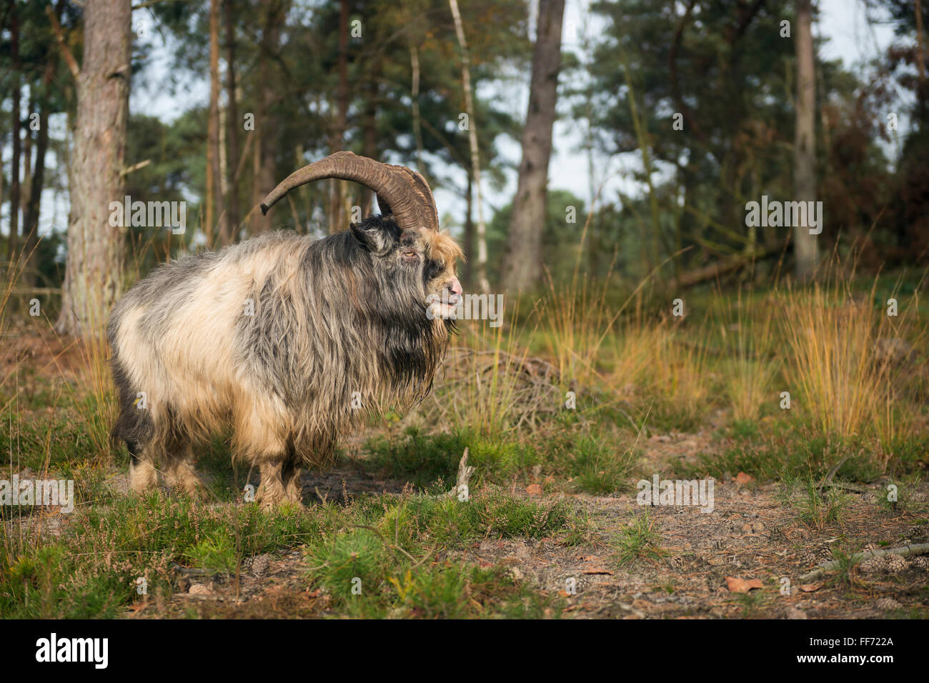 Goat marsh images hi-res stock photography and images - Alamy