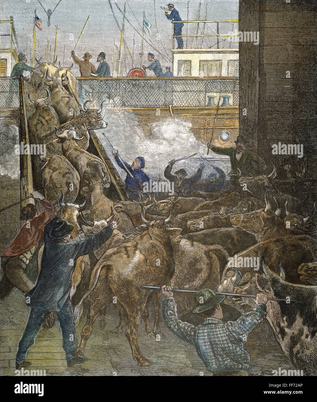 SHIPPING CATTLE, 1879. /nShipping cattle to Europe from the port of New ...