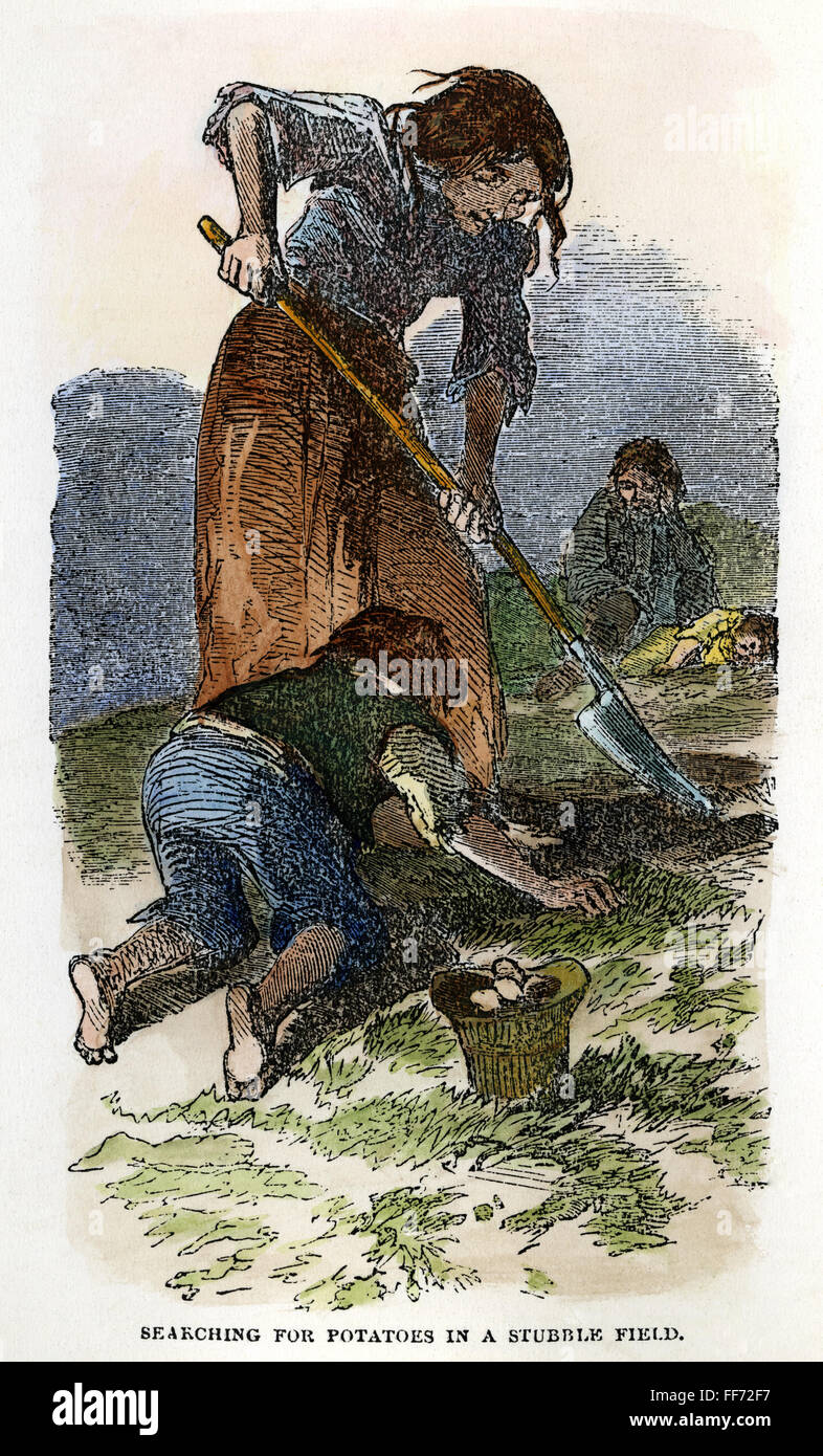 POTATO FAMINE. /nSearching for potatoes in a stubble field in Ireland ...
