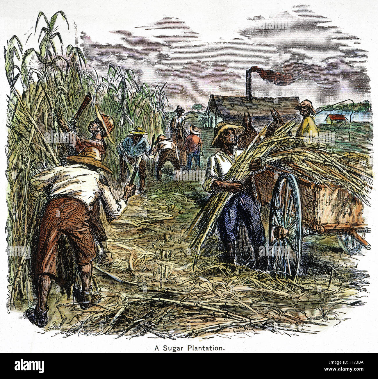 SUGAR PLANTATION 19th C. /nCutting and loading sugar cane on a ...