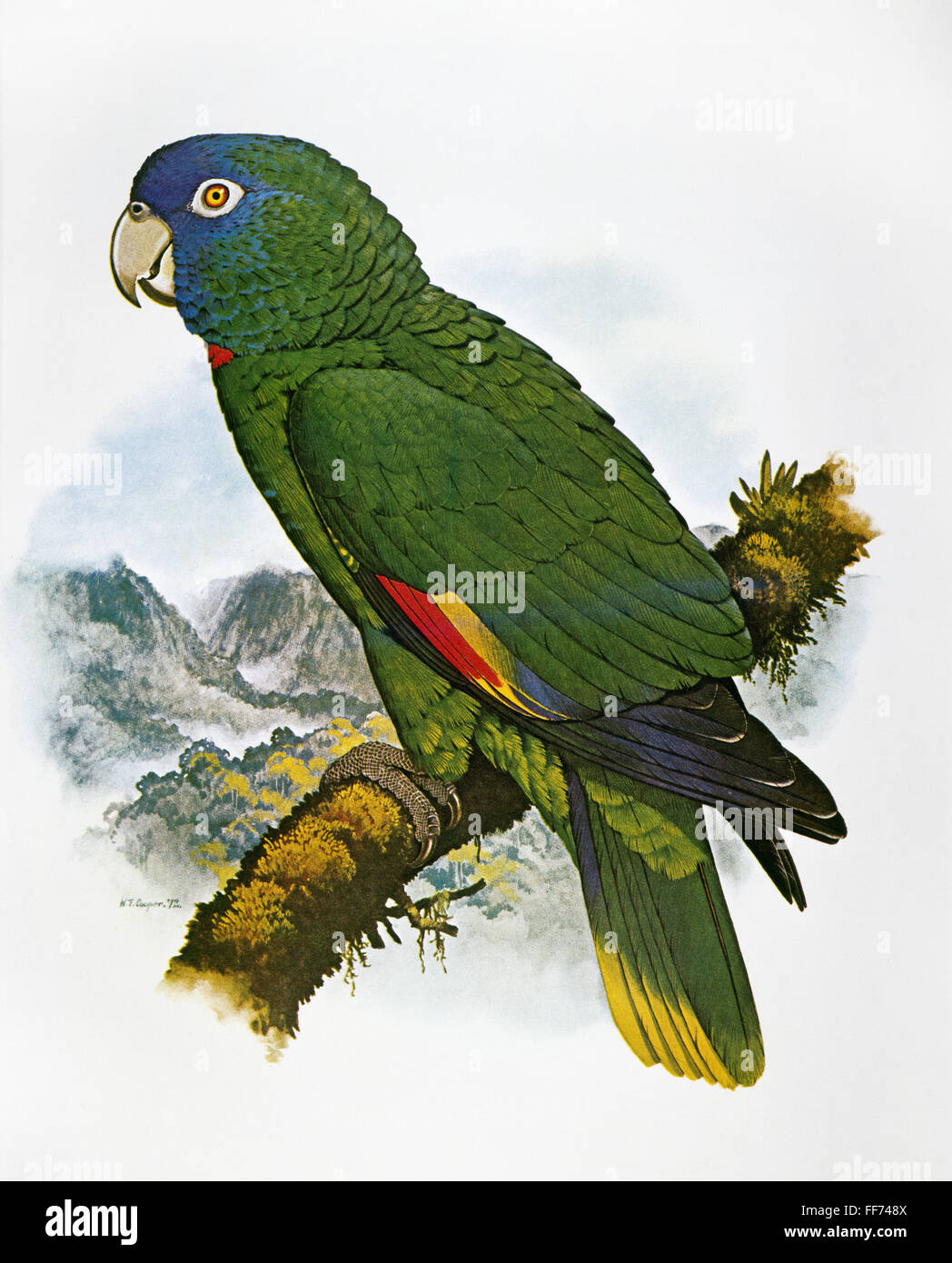 RED-NECKED AMAZON PARROT /n(Amazon arausiaca), indigenous to the island ...