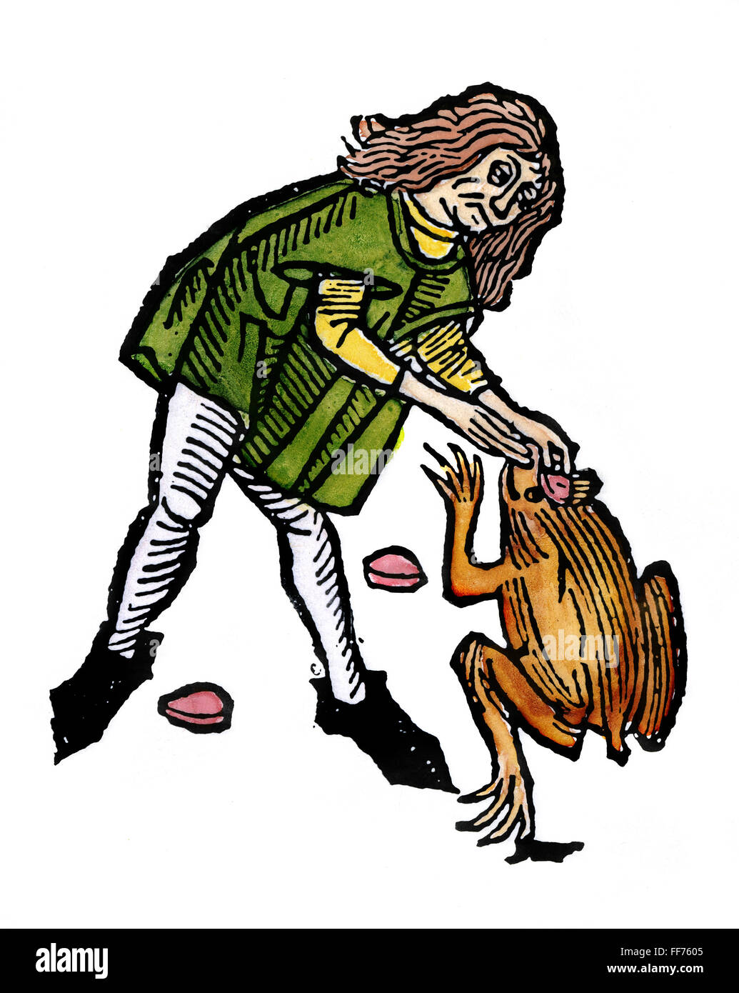 TOADSTONE, 1491. /nExtracting a bezoar (toadstone) to be used as an ...