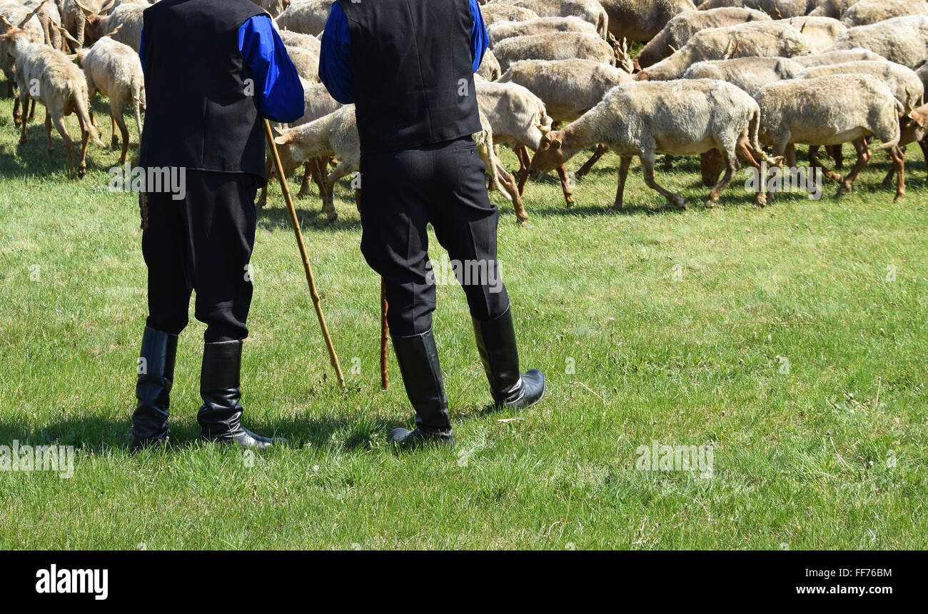 Sheep cane hi-res stock photography and images - Alamy