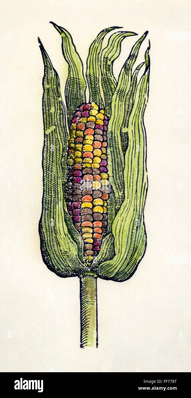 BOTANY: CORN, 1535. /nZea mays. The oldest printed picture of an ear of ...