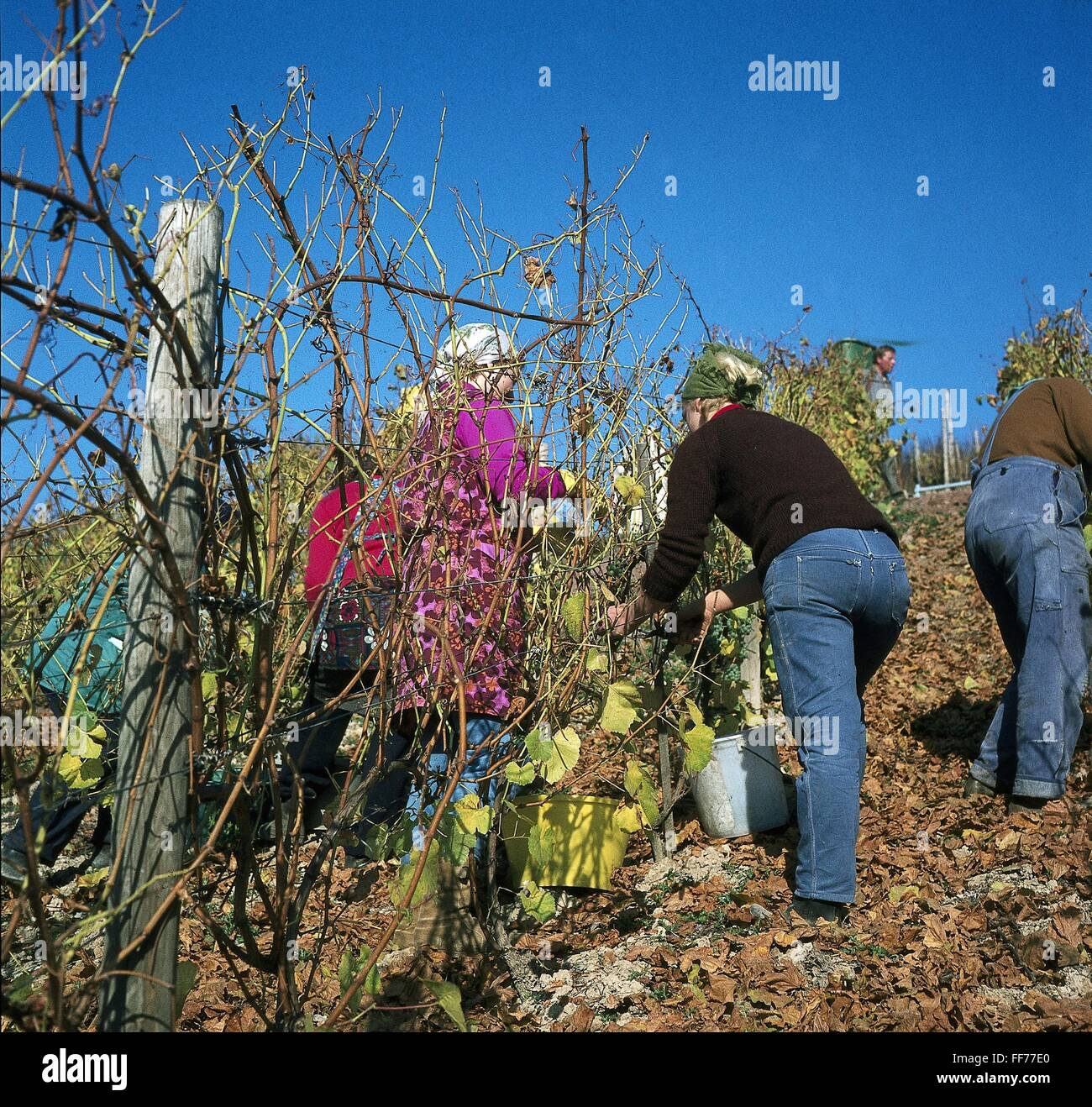 agriculture, grape wine, during grape gathering, 1960s, , Additional ...