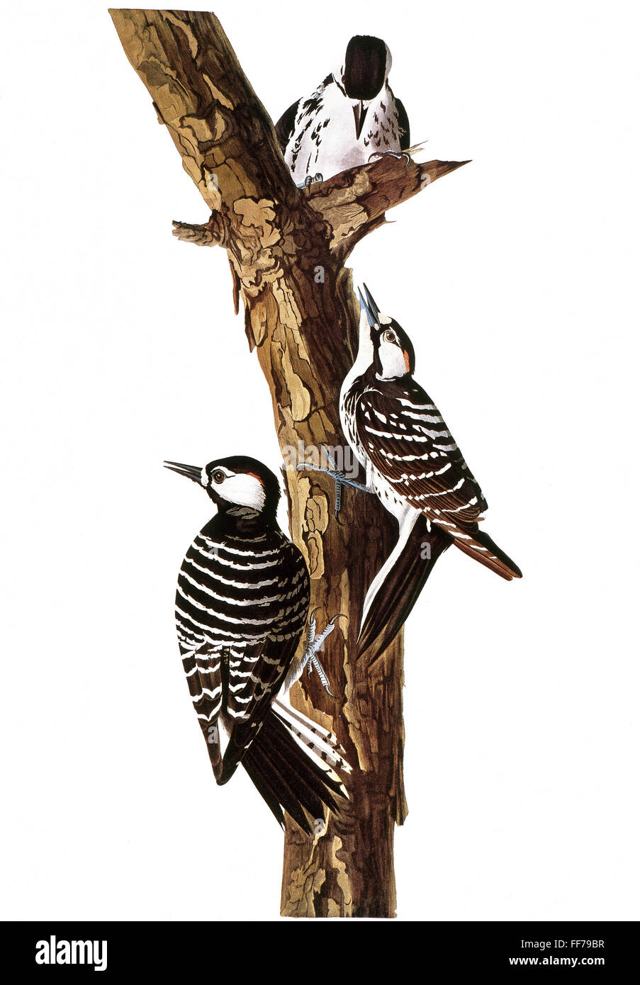 AUDUBON: WOODPECKER. /nRed-cockaded Woodpecker (Picoides borealis ...