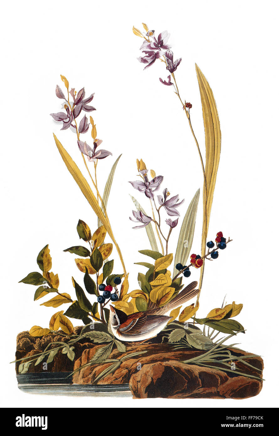 AUDUBON: SPARROW. /nField Sparrow (Spizella pusilla), after John James ...