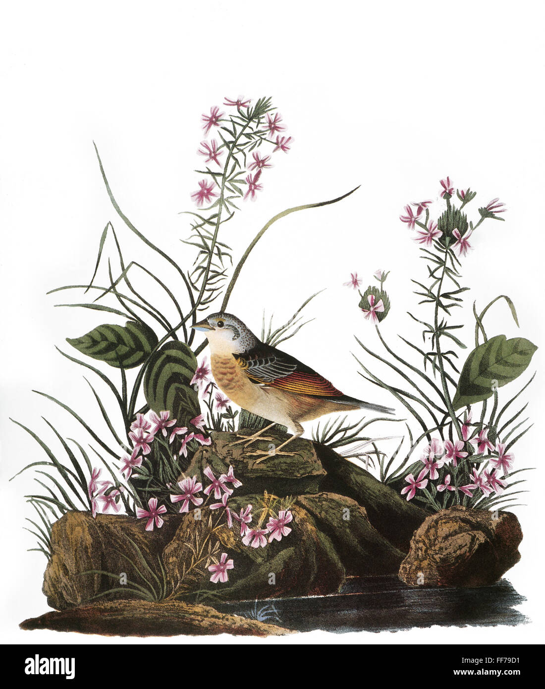 AUDUBON: SPARROW. /nGrasshopper, or Yellow-winged, Sparrow (Ammodramus ...