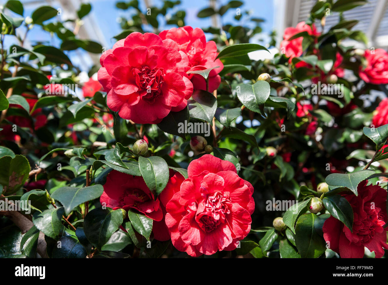 Middlemist’s red camellia hi-res stock photography and images - Alamy