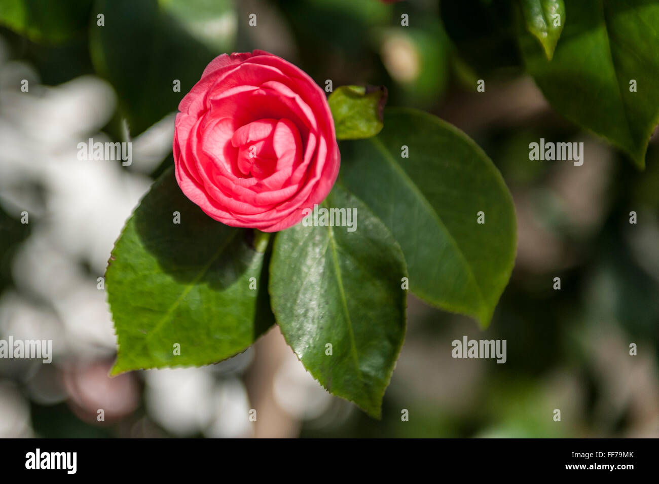 Middlemist’s red camellia hi-res stock photography and images - Alamy