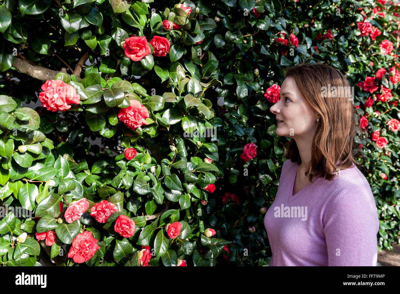 Middlemist’s red camellia hi-res stock photography and images - Alamy