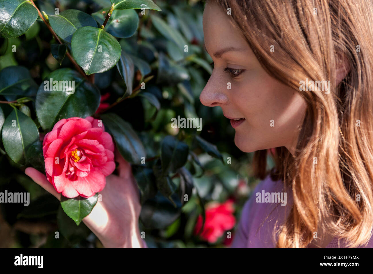 Middlemist’s red camellia hi-res stock photography and images - Alamy