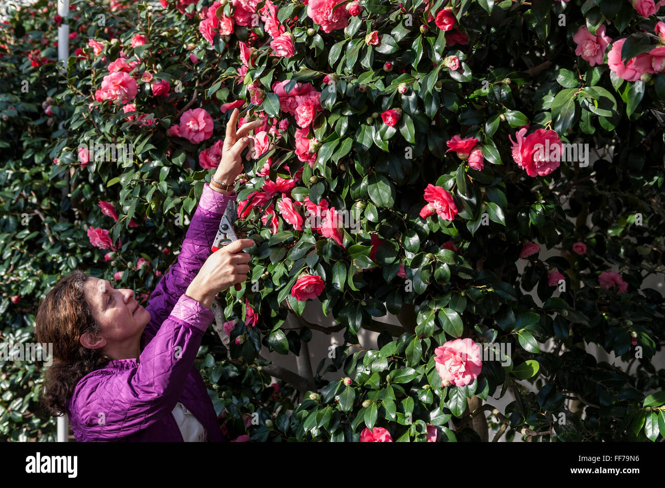 Middlemist’s red camellia hi-res stock photography and images - Alamy