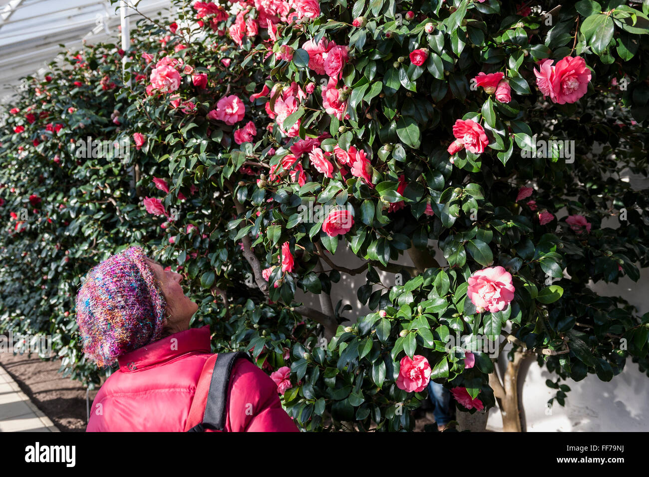 Middlemist’s red camellia hi-res stock photography and images - Alamy