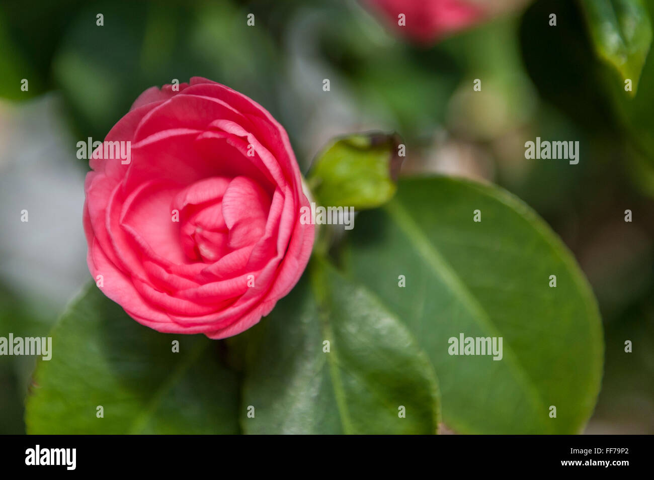 Middlemist’s red camellia hi-res stock photography and images - Alamy