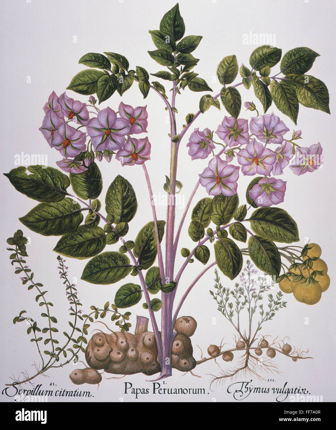 BOTANY: POTATO PLANT./n(Solanum tuberosum) with thyme plants (Thymus sp ...