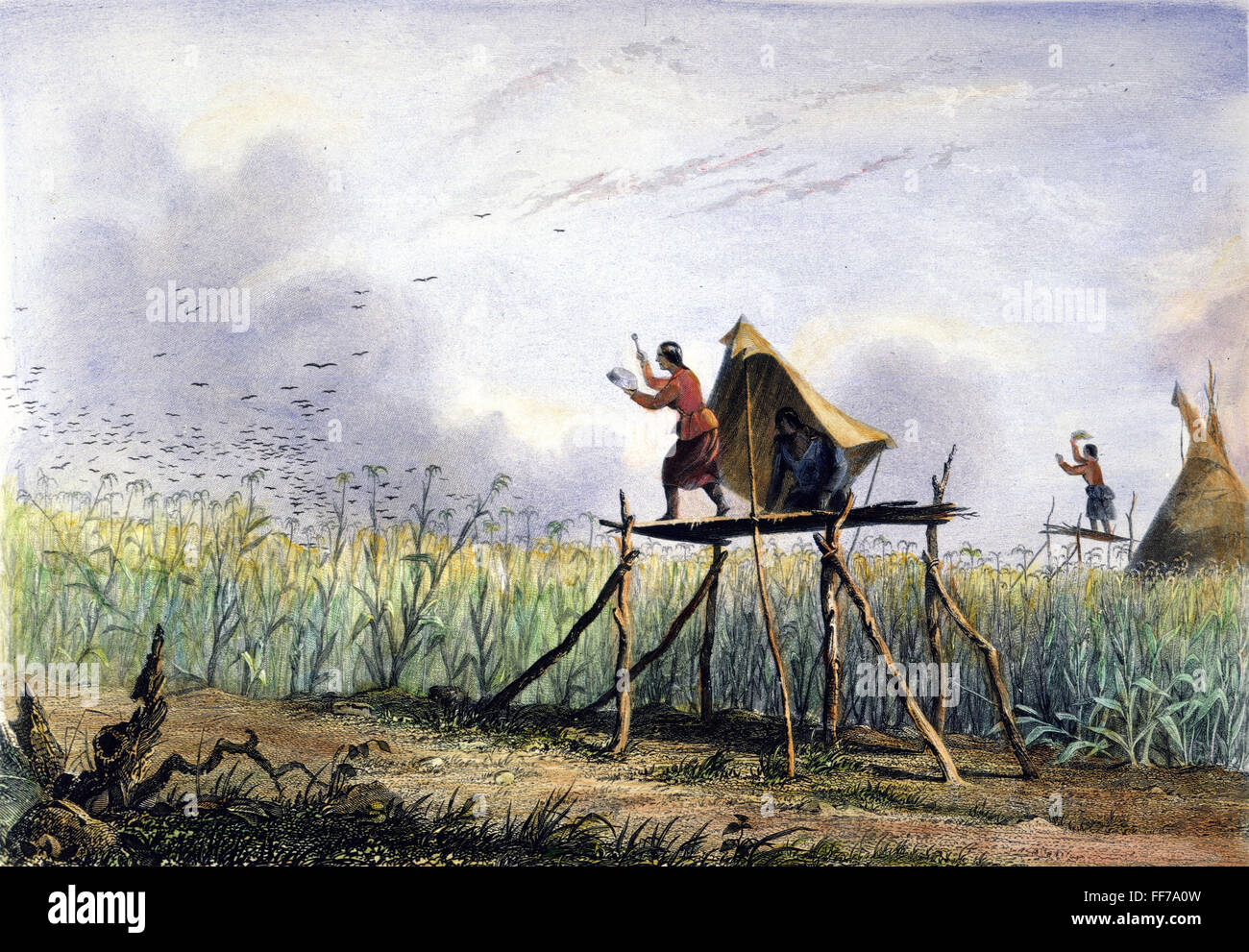 NATIVE AMERICANS/CORNFIELD. /nNative Americans guarding their ...