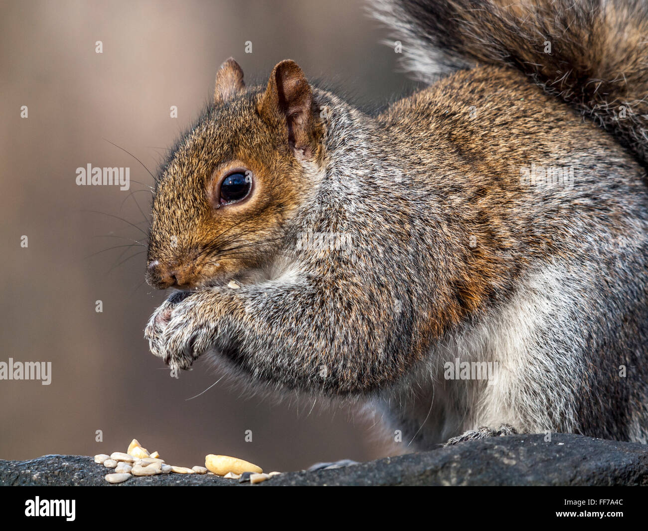 Sciurus carolinensis, common name eastern gray squirrel or grey ...