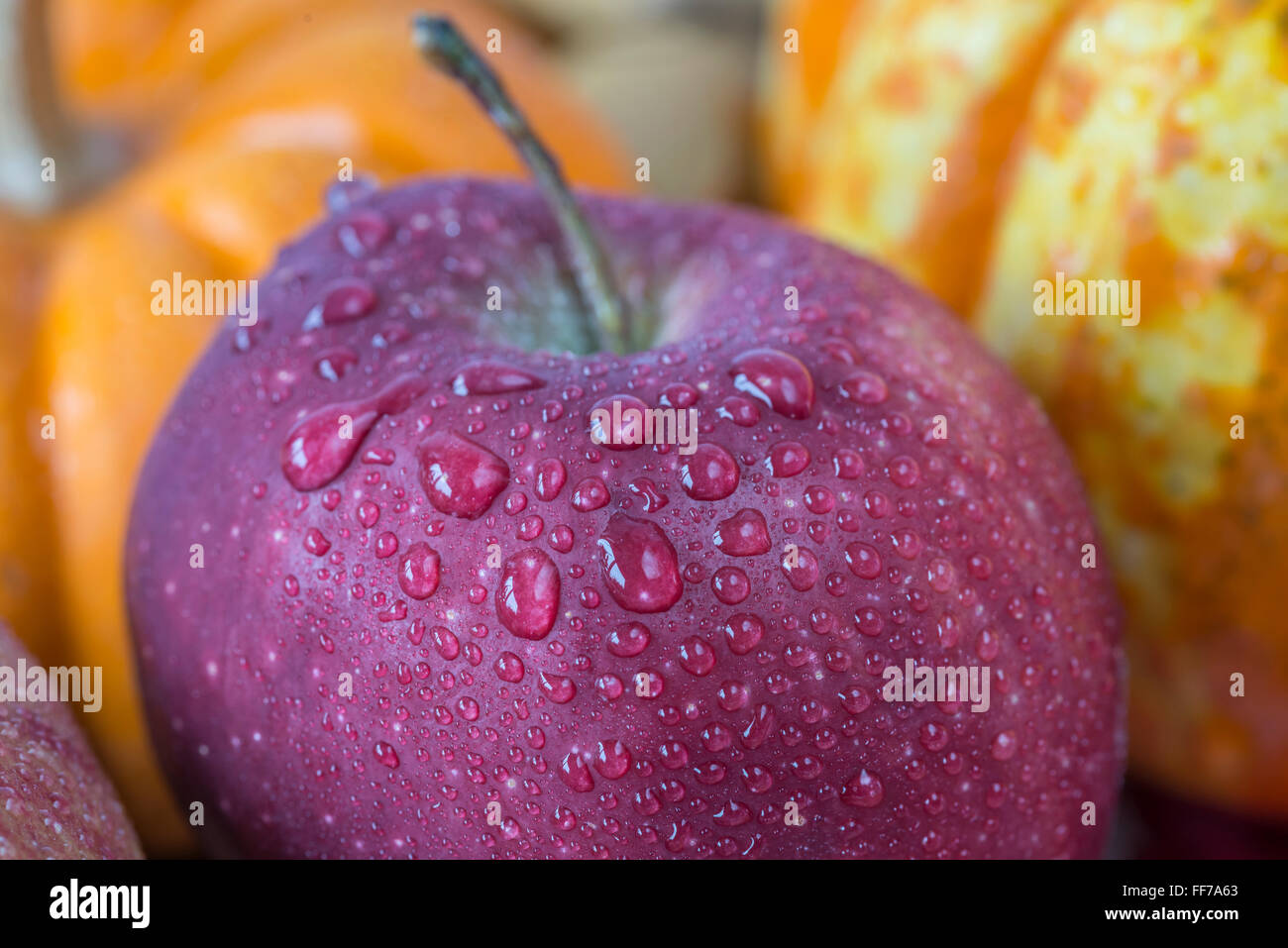 Orange autumn leaf apple tree hi-res stock photography and images - Alamy