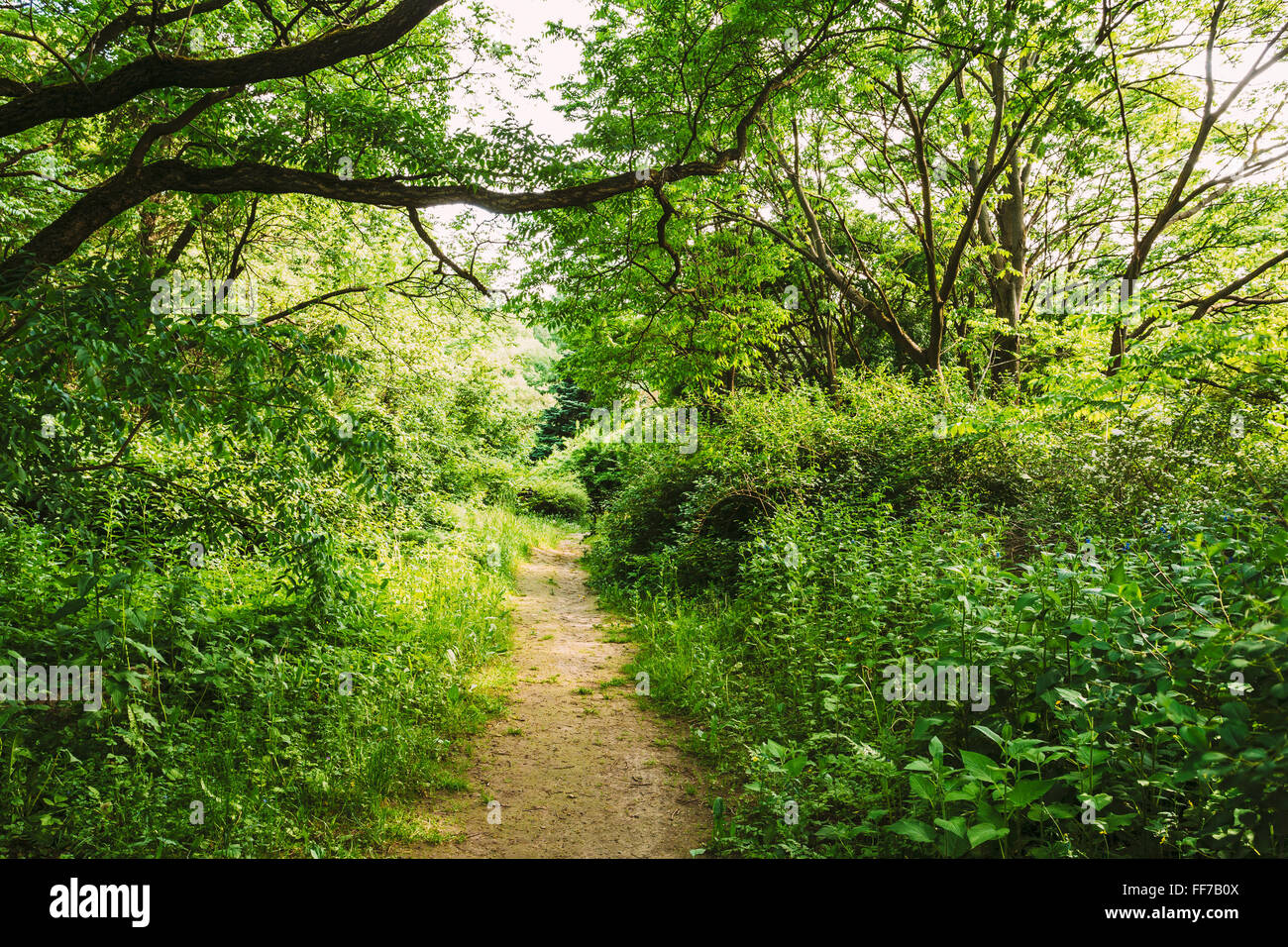 Lane, Path, Pathway in summer deciduous forest Trees Stock Photo - Alamy