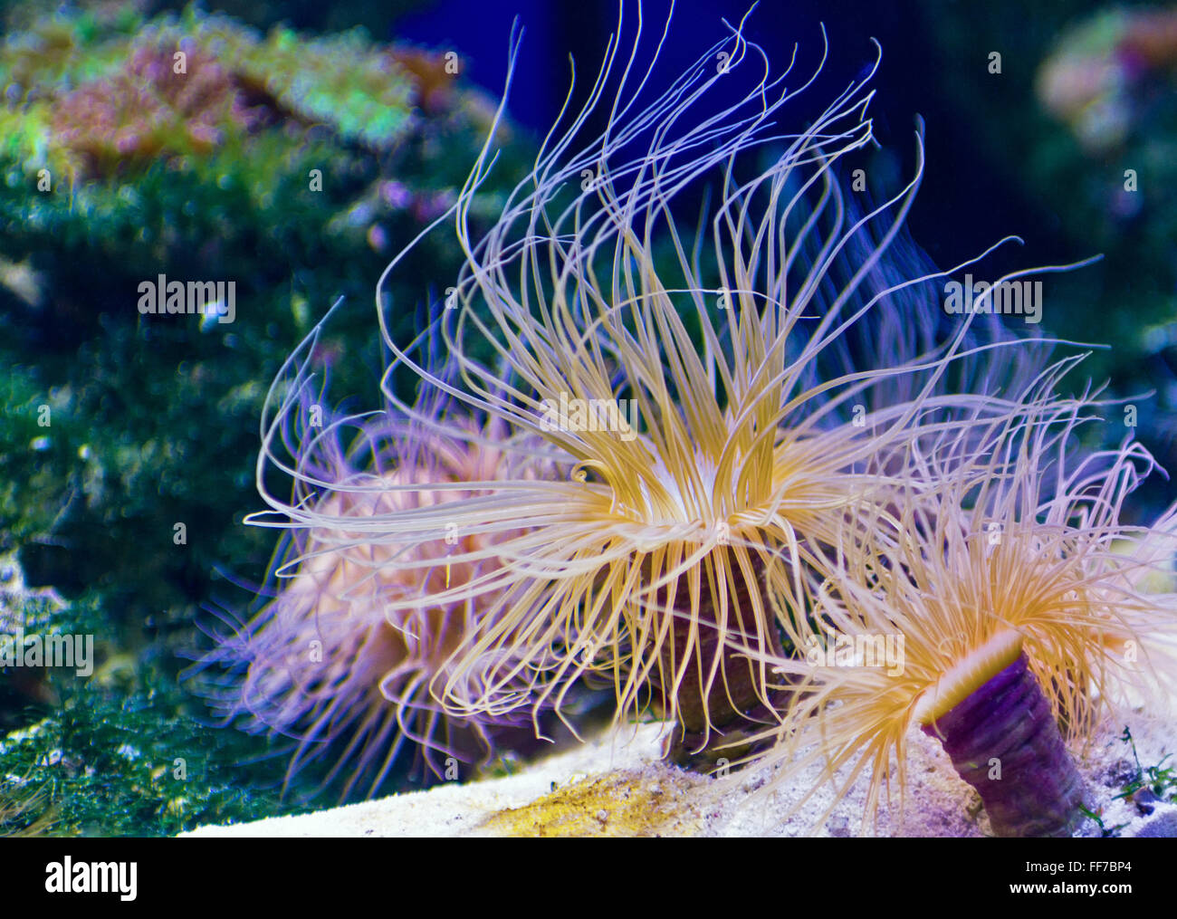 Actinia seaweed under water Stock Photo - Alamy