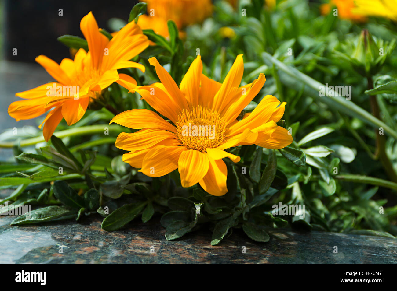 Indian sunflower garden hi-res stock photography and images - Alamy