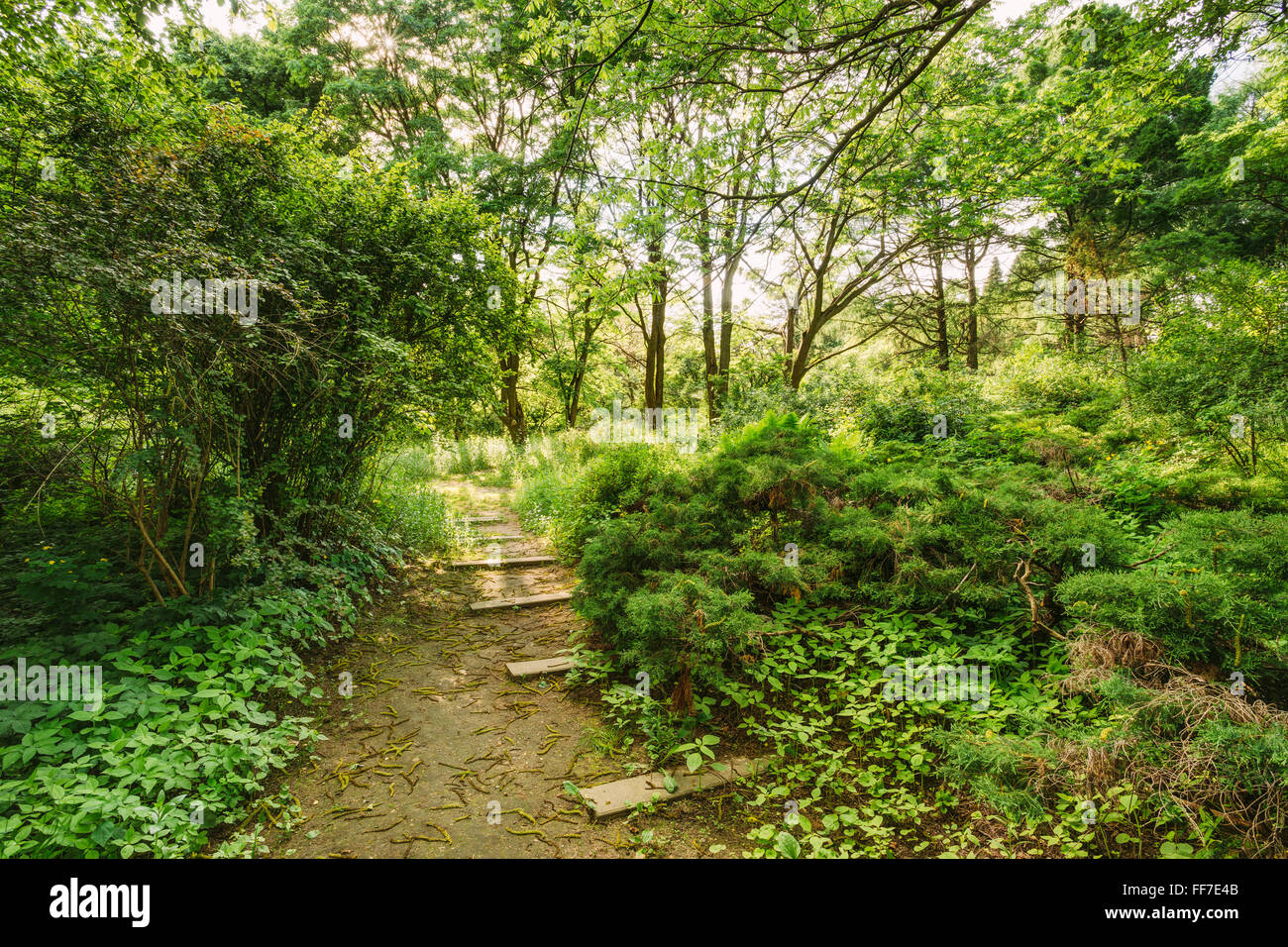 Empty Lane, Path, Way in summer deciduous forest Trees Stock Photo - Alamy