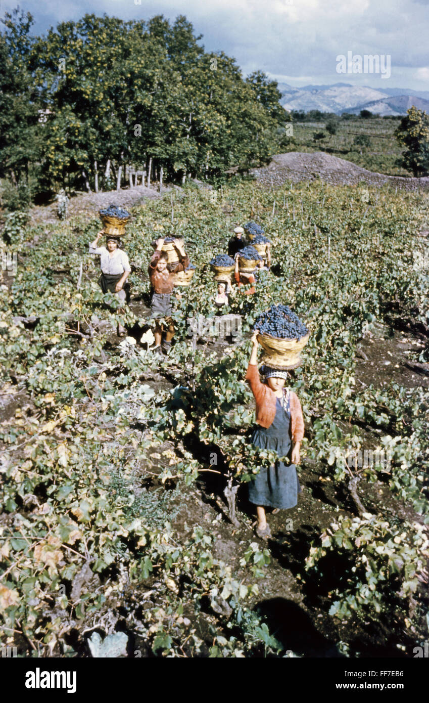Farm workers southern italy century hi-res stock photography and images ...