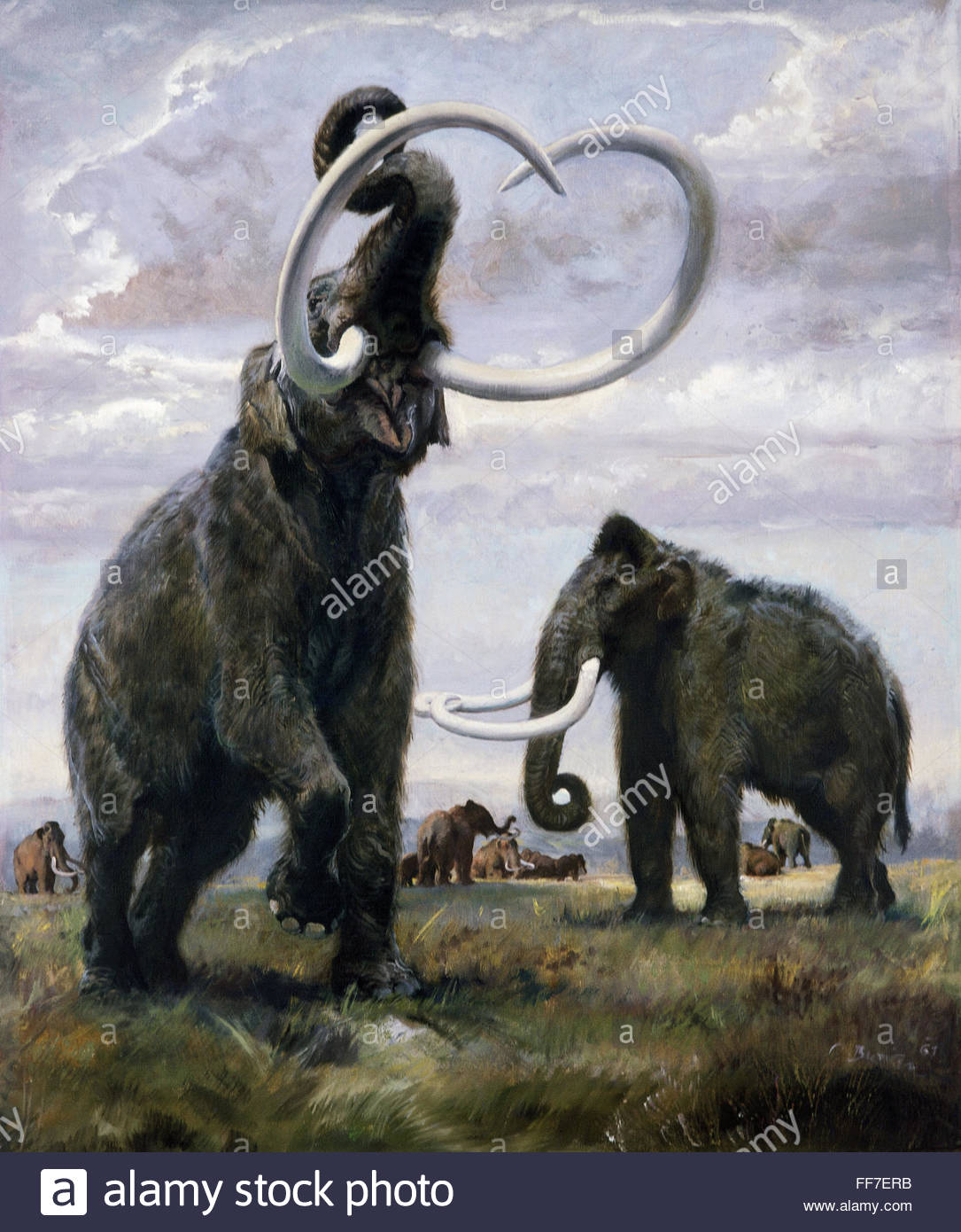 Mammoth Stock Photo, Royalty Free Image: 95436975 - Alamy