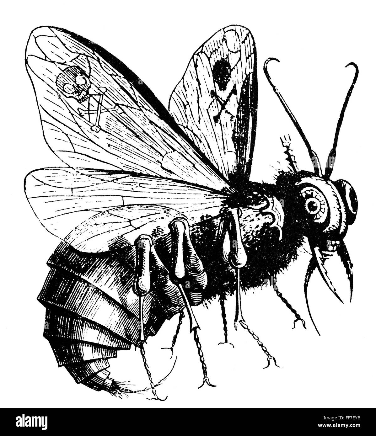 BEELZEBUB, 19th CENTURY. /nBeelzebub, the Biblical demon prince, Lord ...