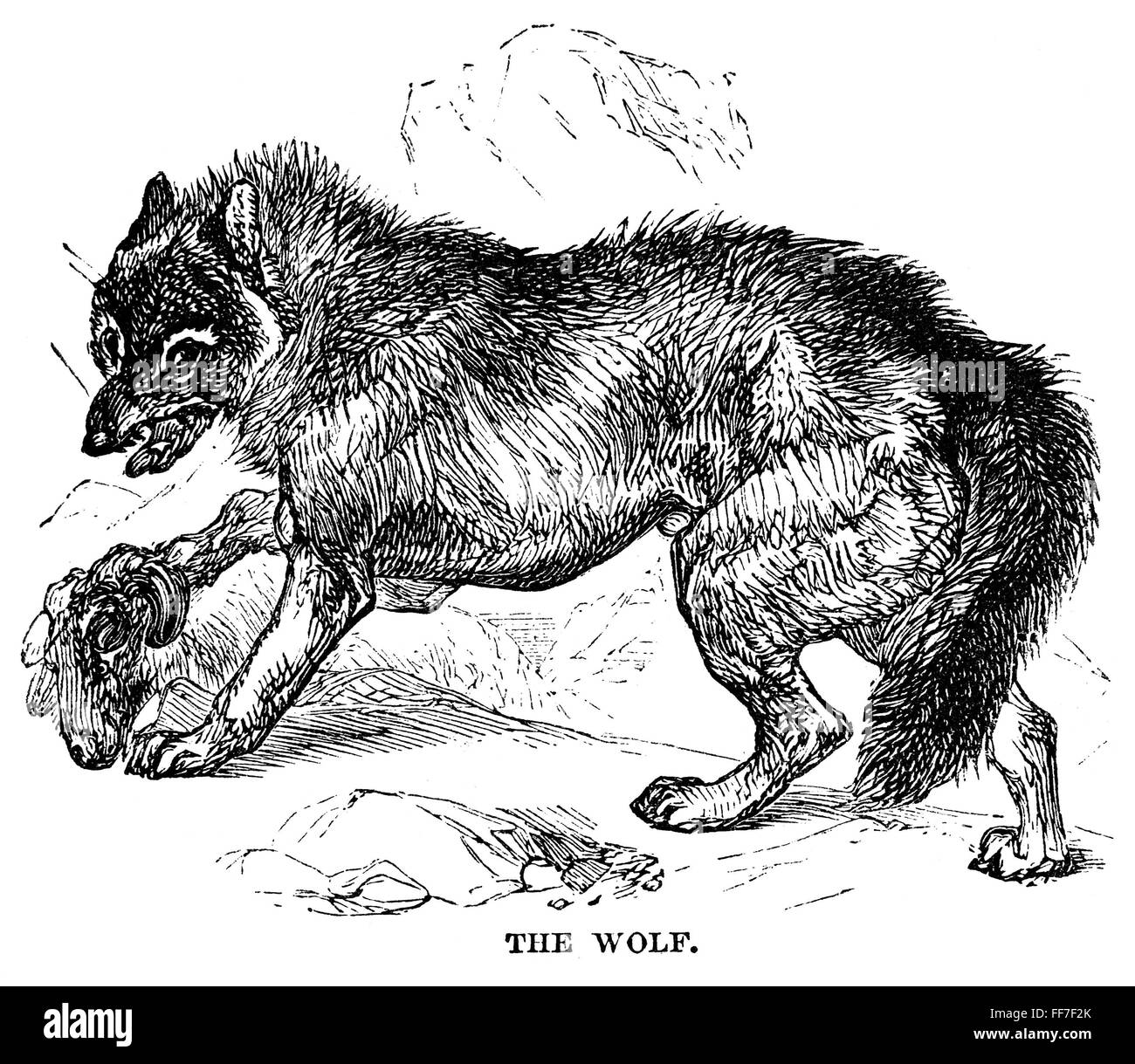 Wolf Attacking Sheep