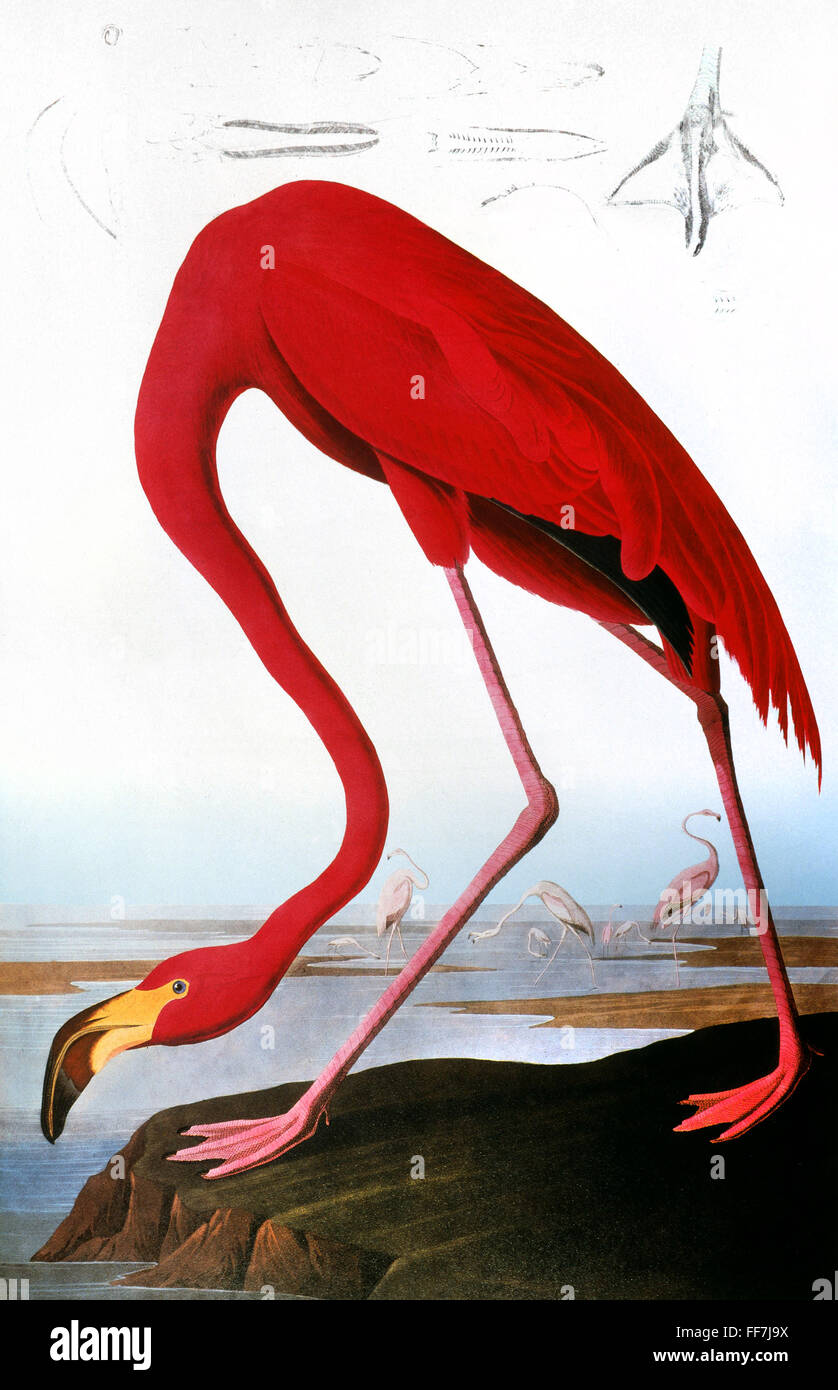 John james audubon flamingo hi-res stock photography and images - Alamy