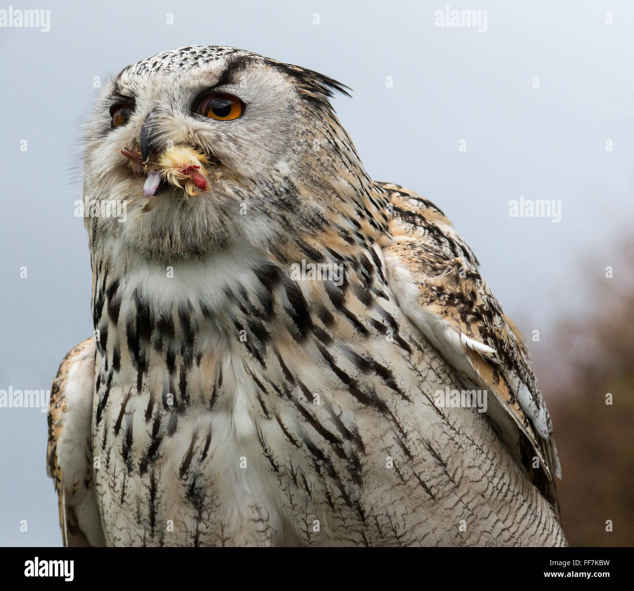 Bait bird hi-res stock photography and images - Alamy