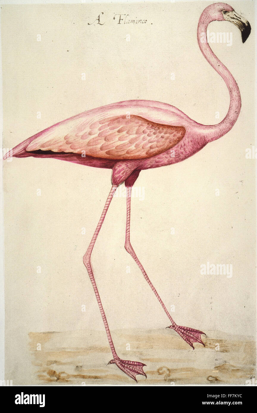 AMERICAN FLAMINGO, 1585. /n(Phoenicopterus ruber). Watercolor, c1585 ...